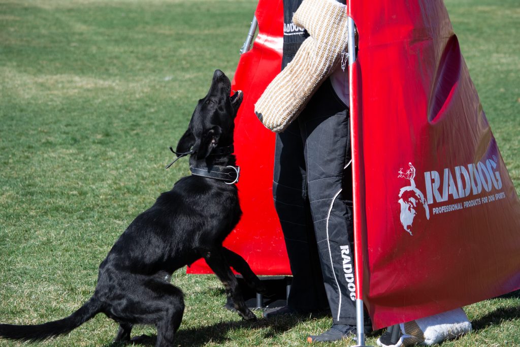Why is Dog Training Important - Canine by Design