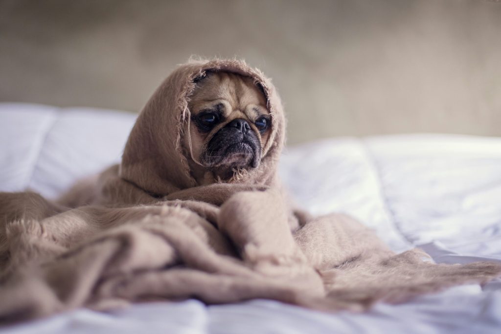 How to Handle Dog Separation Anxiety in Draper - Canine by Design