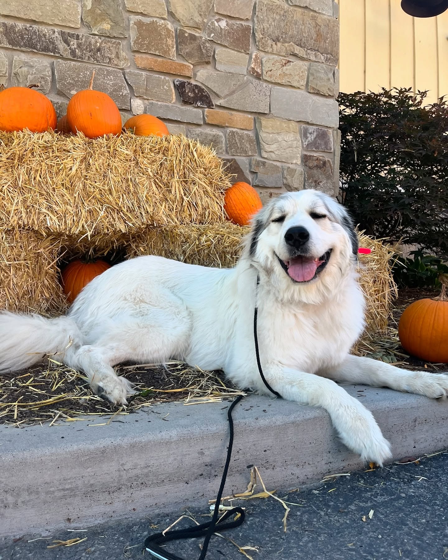 Dog Aggression & Reactivity Training in Utah County