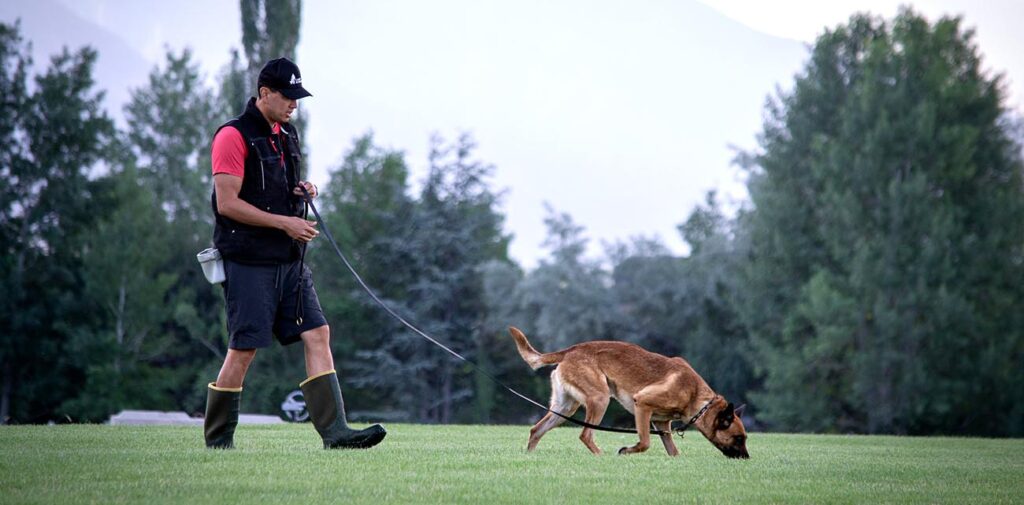 Sport Dog Training and Trial Prep Experts in Lehi, UT